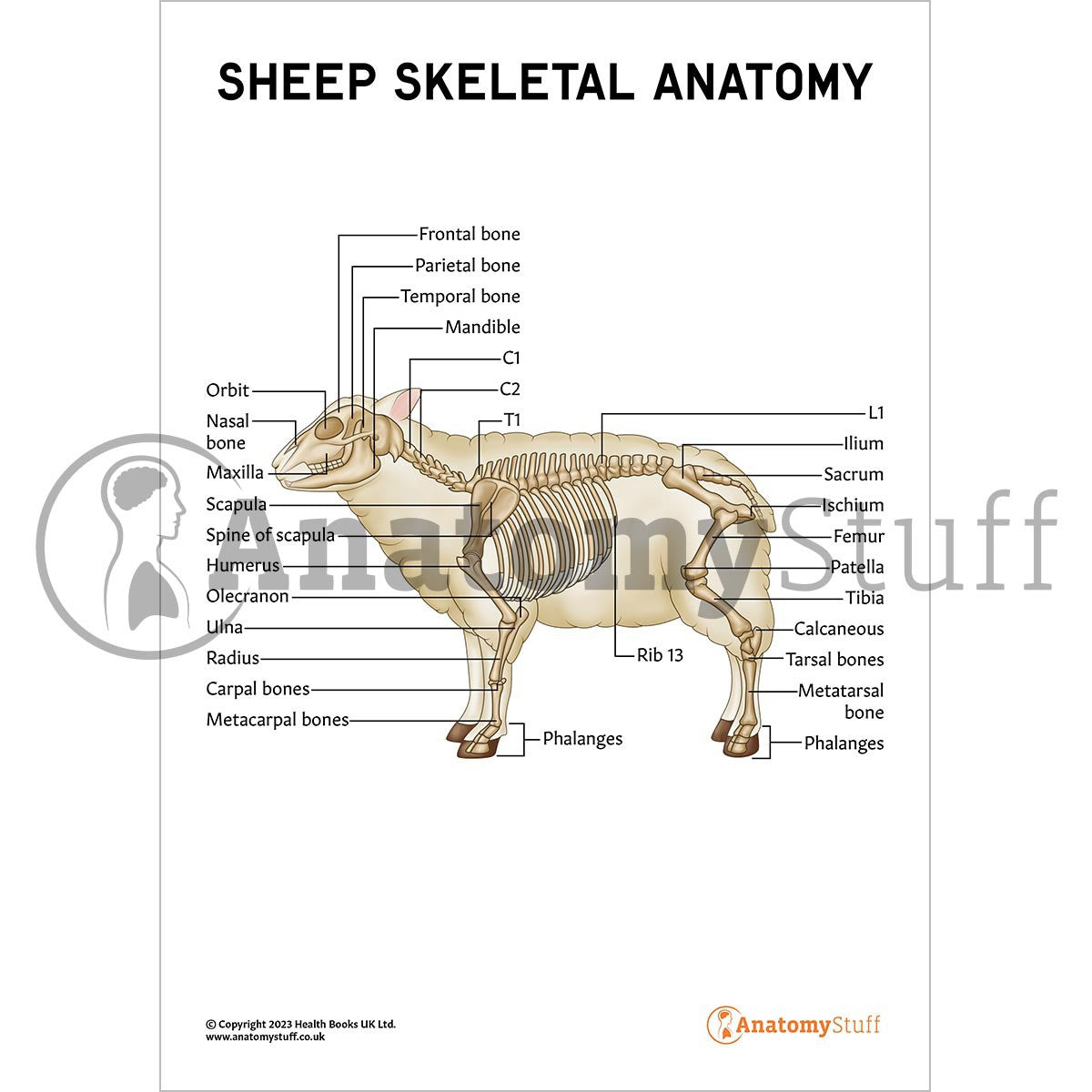 Sheep Skeletal Anatomy Poster / Worksheet (Interactive & Printable PDF ...