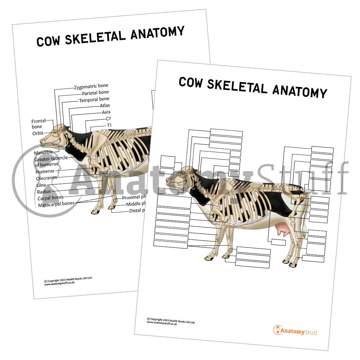 Cow Skeletal Anatomy (Interactive & Printable PDF) | Veterinary Anatomy ...