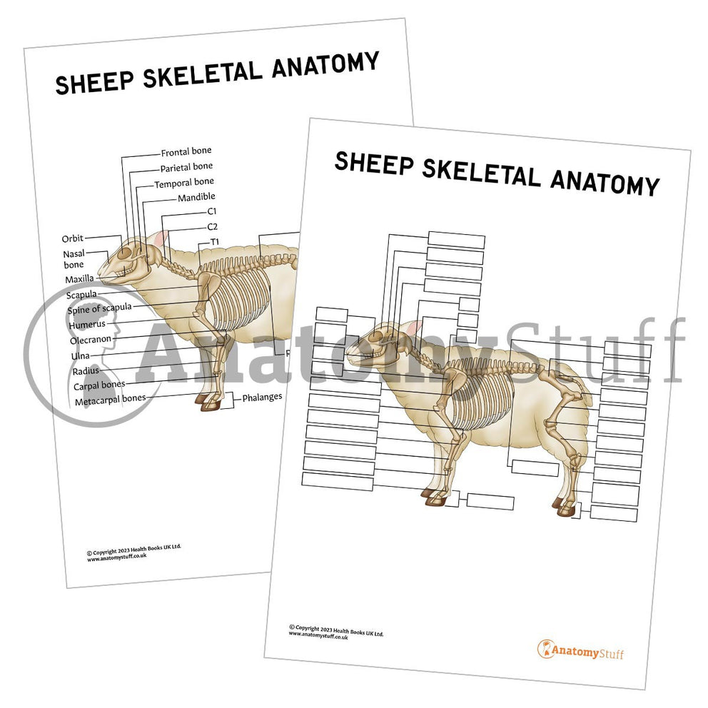 Sheep Skeletal Anatomy Poster / Worksheet (Interactive & Printable PDF ...