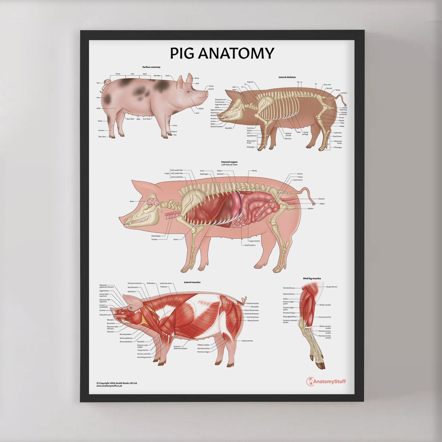 Pig Anatomy Poster Swine Biology Anatomy Chart AnatomyStuff Pig Anatomy Poster Swine Biology Anatomy Chart AnatomyStuff
