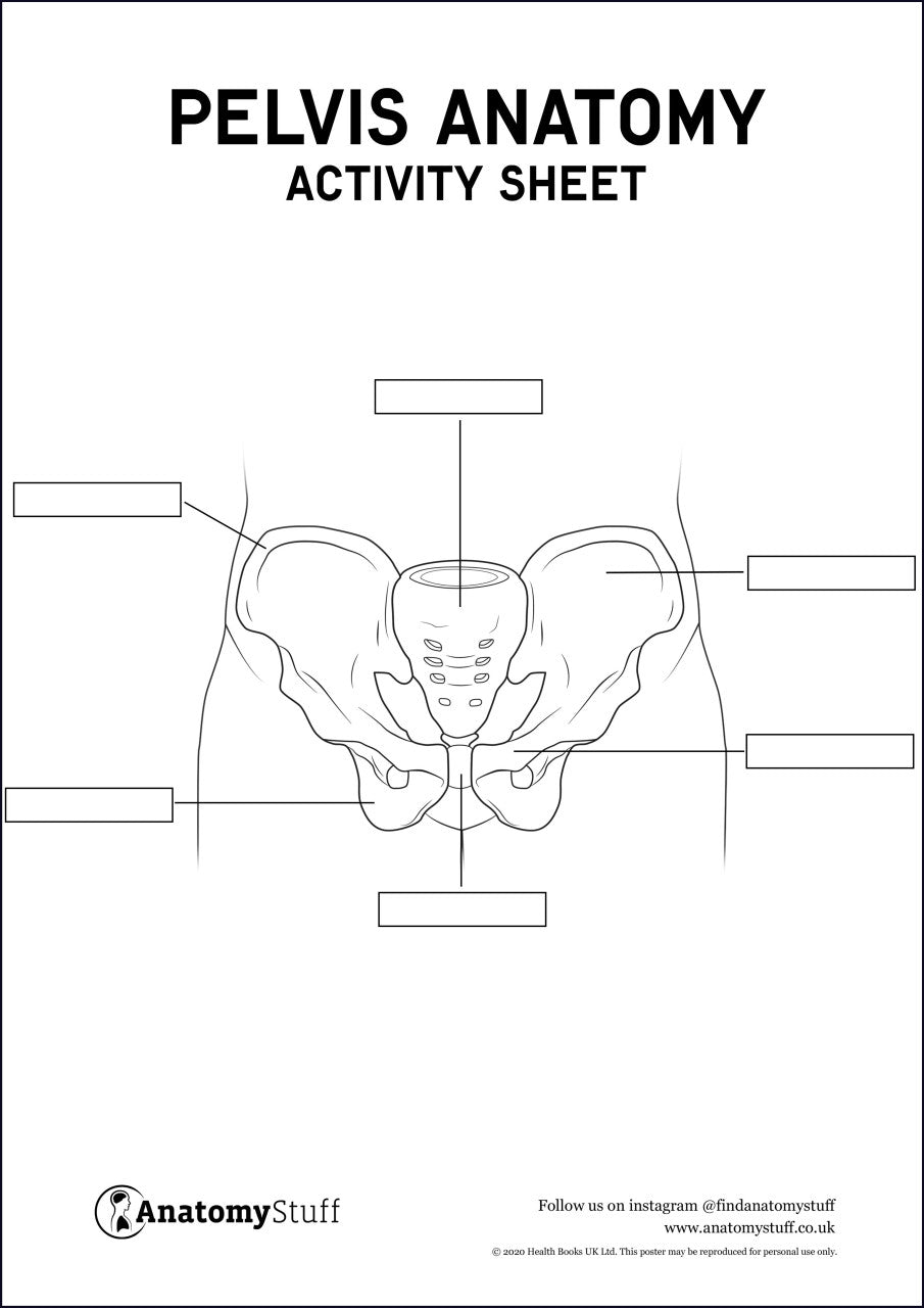PDF Downloads | Free Anatomy PDFs – AnatomyStuff