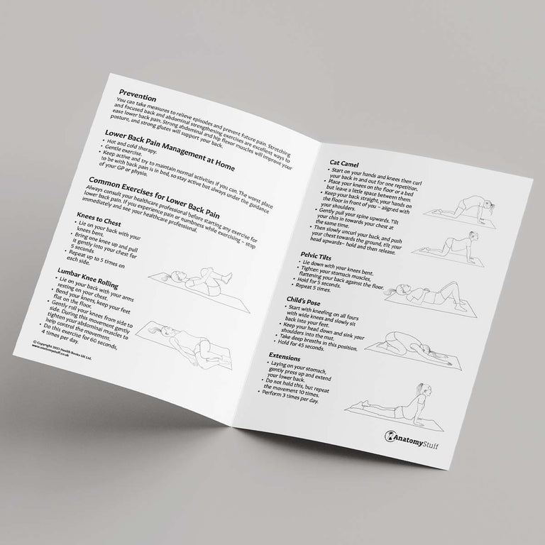 Your Guide To Lower Back Pain Leaflet (Printable PDF) | Patient ...