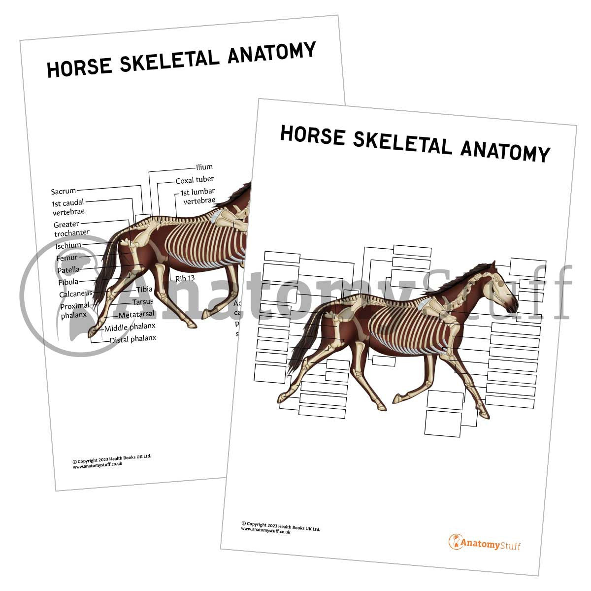 Horse Skeletal Anatomy (Interactive & Printable PDF) | Equine Skeletal ...