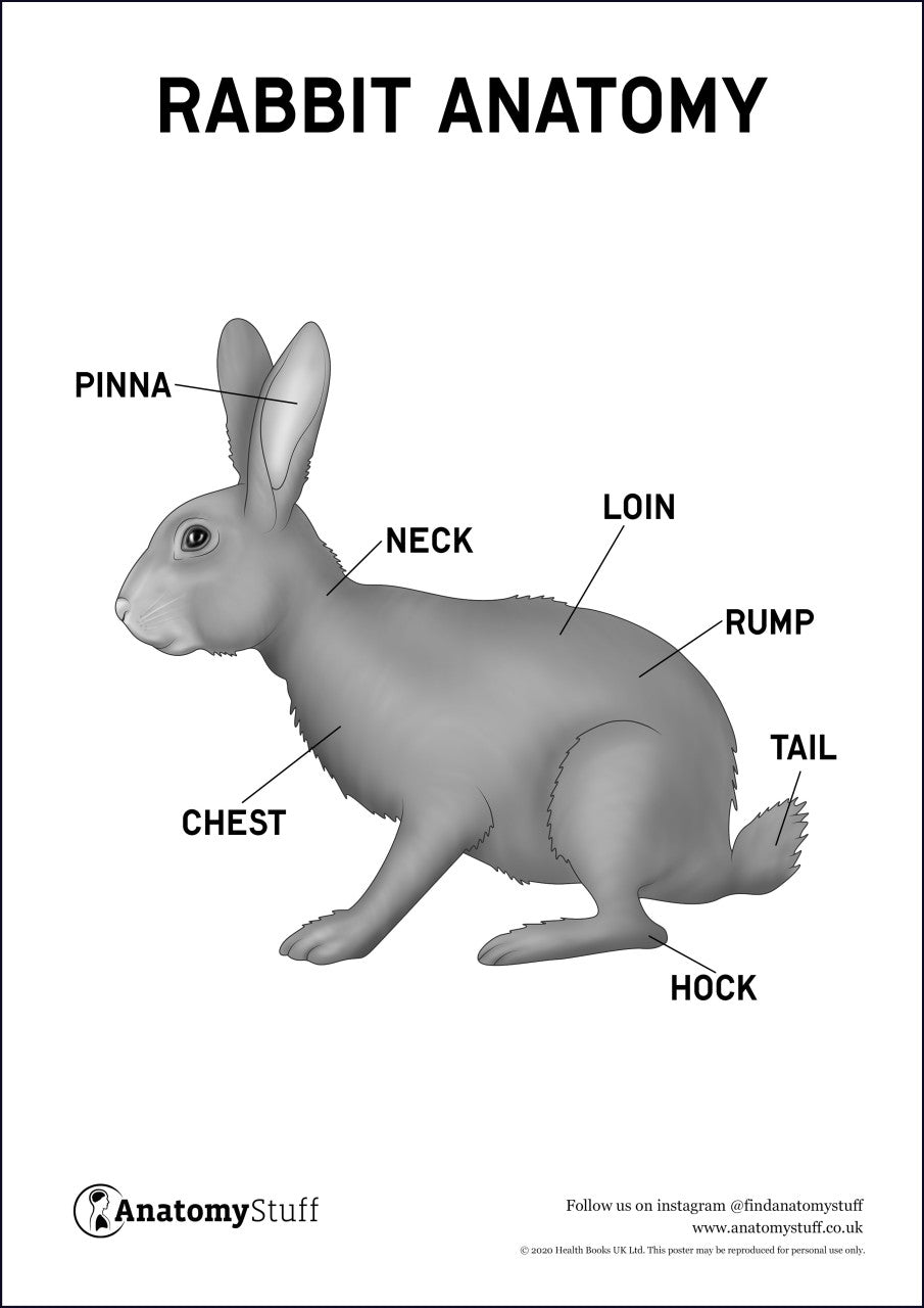 Rabbit Anatomy Poster PDF – AnatomyStuff