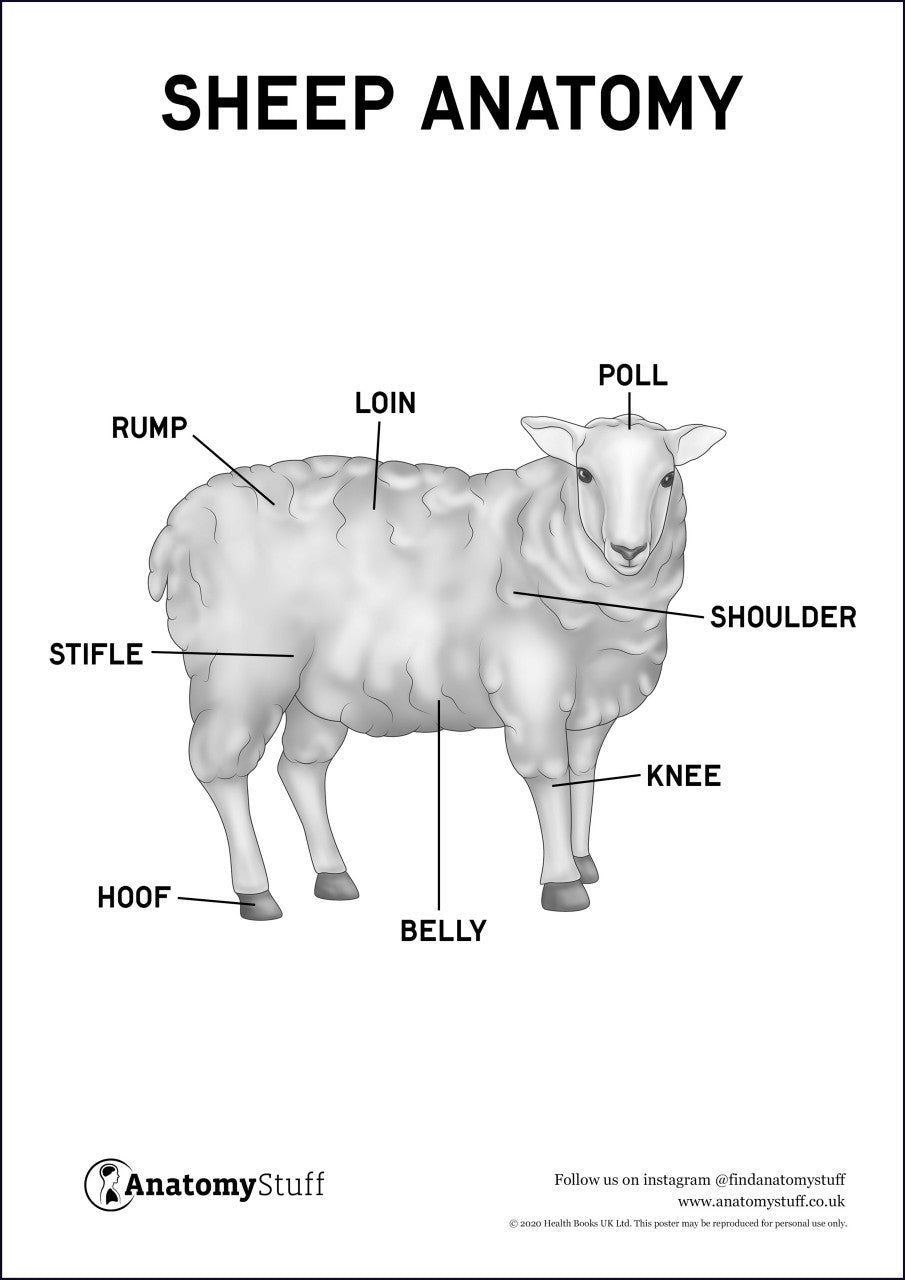 Sheep Anatomy Poster PDF – AnatomyStuff
