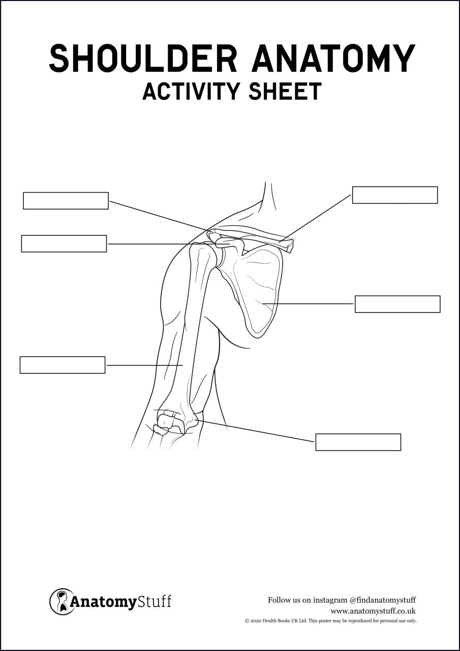 Shoulder Anatomy Activity Sheet PDF – AnatomyStuff