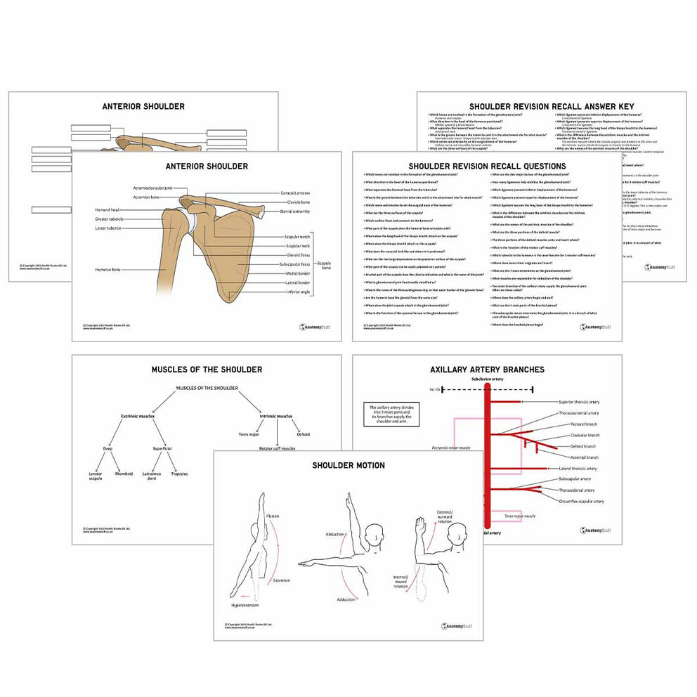Shoulder Anatomy Revision Worksheets | Upper Limb Anatomy Revision ...