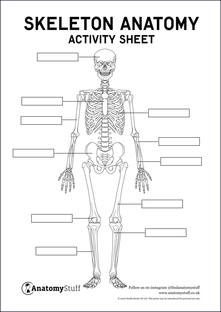 Skeleton Anatomy Activity Sheet PDF – AnatomyStuff