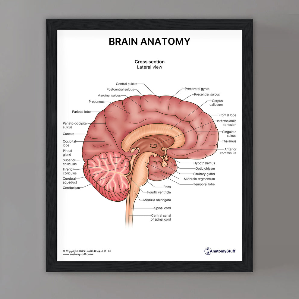 Brain Anatomy Chart | Small Neurology Poster Print – AnatomyStuff