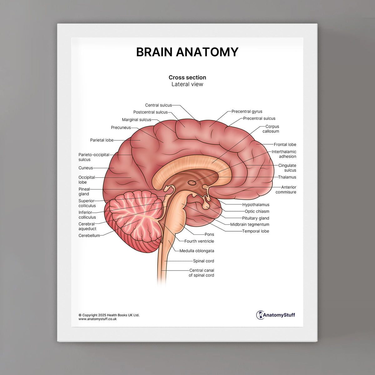 Brain Anatomy Chart | Small Neurology Poster Print – AnatomyStuff