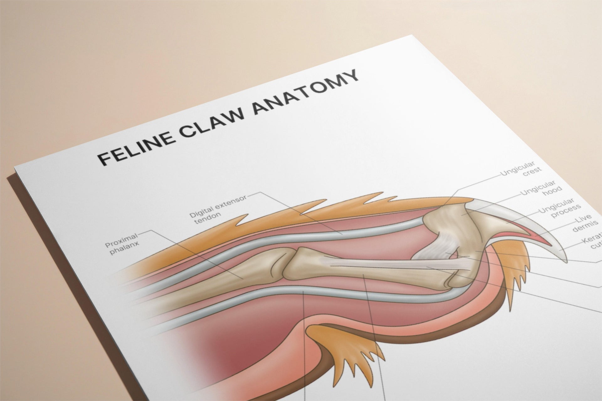 Small Veterinary Anatomy Prints – AnatomyStuff