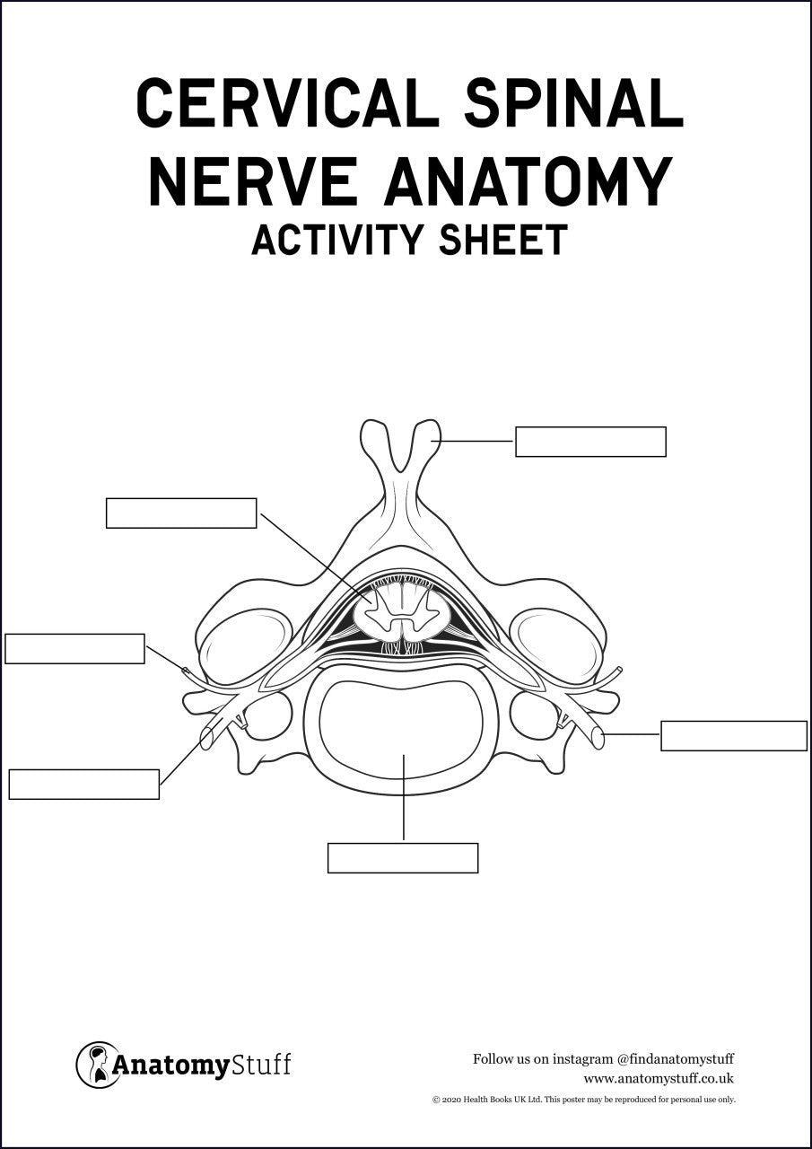 Spinal Nerve Anatomy Activity Sheet PDF – AnatomyStuff