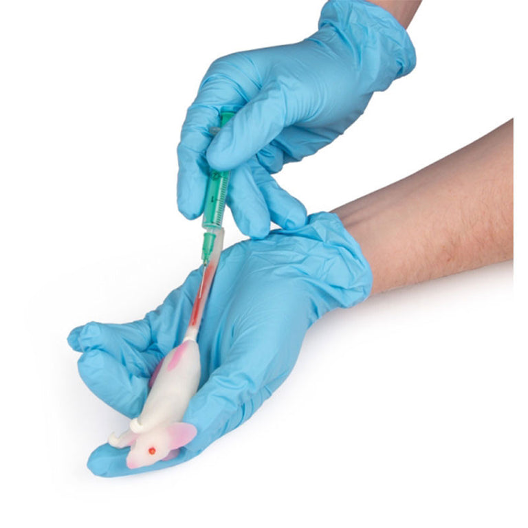 Simulation Model Mouse | Mouse Training Model | AnatomyStuff