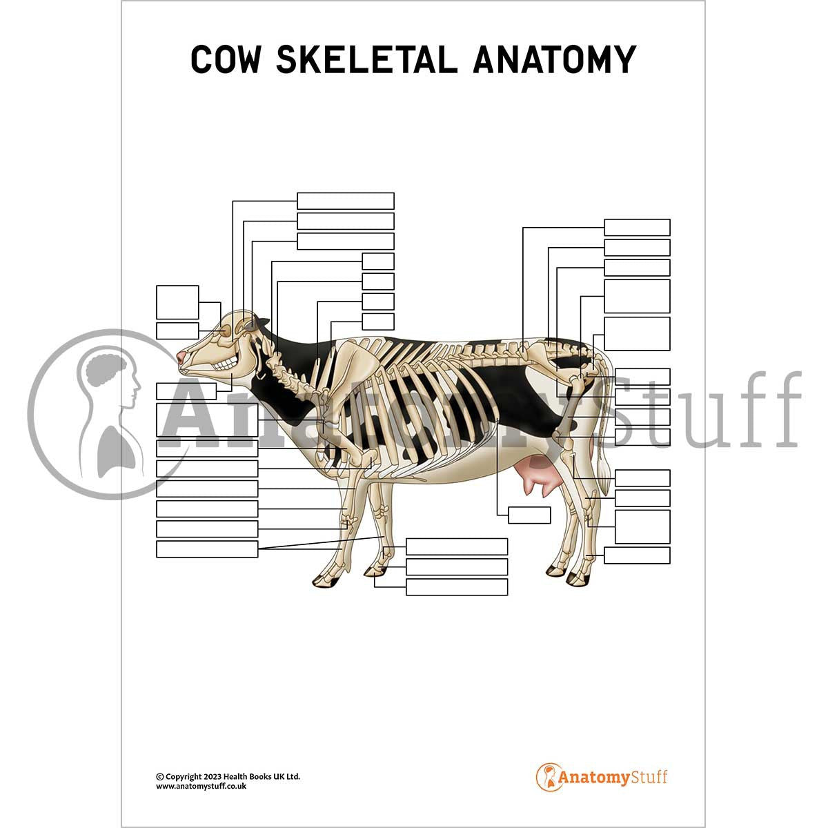 Cow Skeletal Anatomy (Interactive & Printable PDF) | Veterinary Anatomy ...