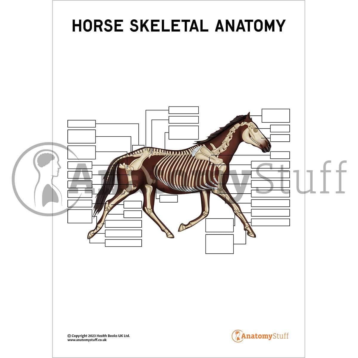 Veterinary Student Revision Tools | Animal Anatomy – AnatomyStuff