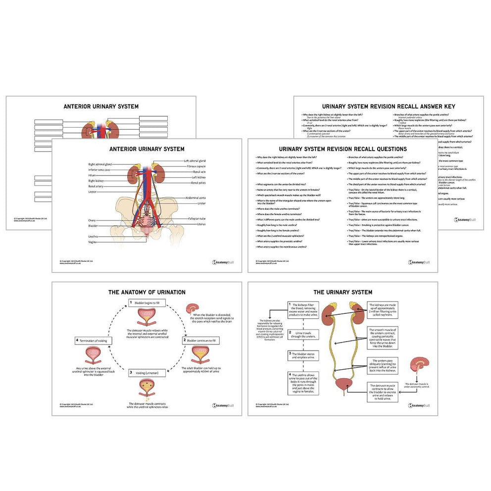 Urinary System Anatomy Revision Worksheets | AnatomyStuff