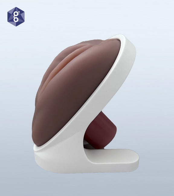 Gynaecology Training Models | Pelvic Examination | Cervical screening ...