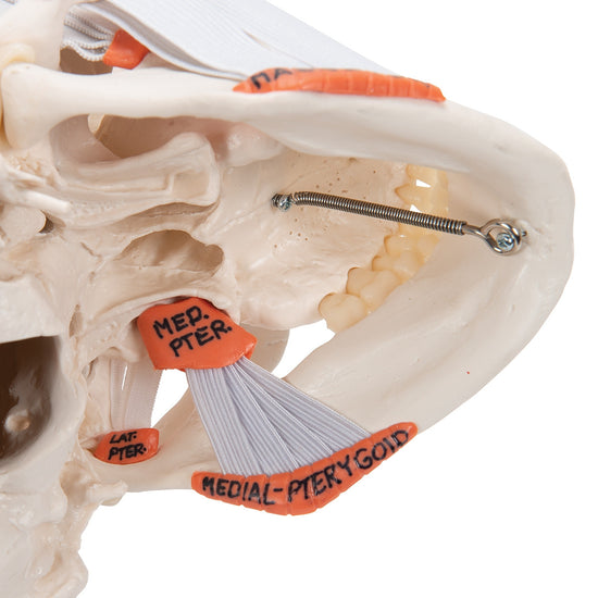 TMJ Skull Model with Muscles 1020169 A24 | Temporal Mandibular Joint ...