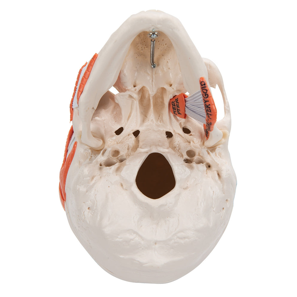 TMJ Skull Model with Muscles 1020169 A24 | Temporal Mandibular Joint ...