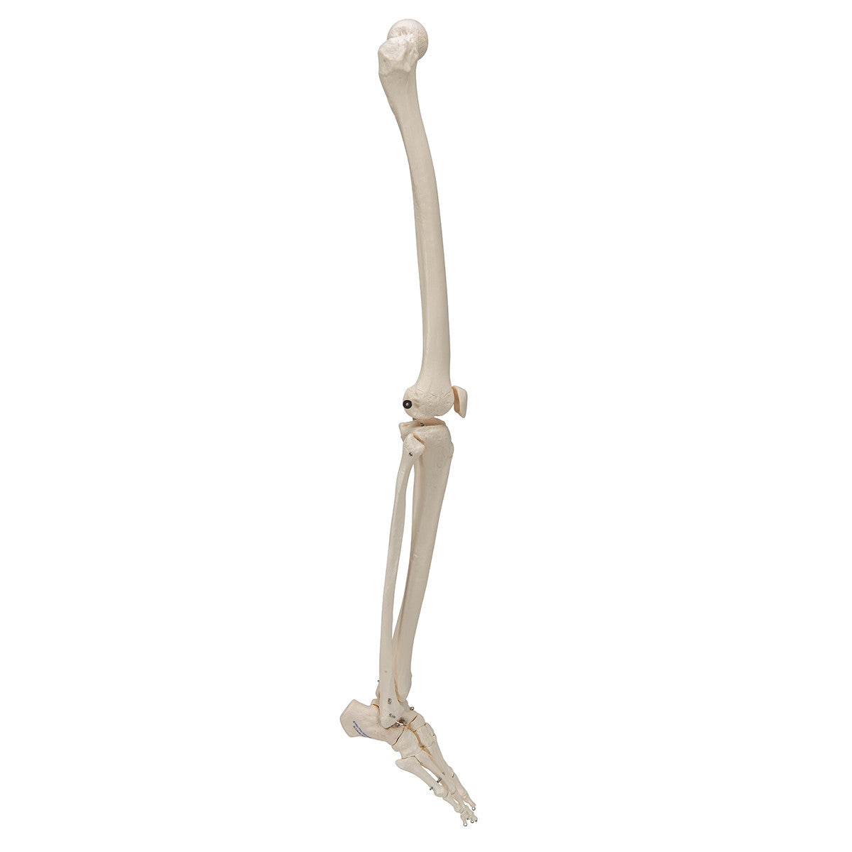 Leg Skeleton Model A35 / 1019359 | Leg Bone Anatomy | 3B Scientific ...