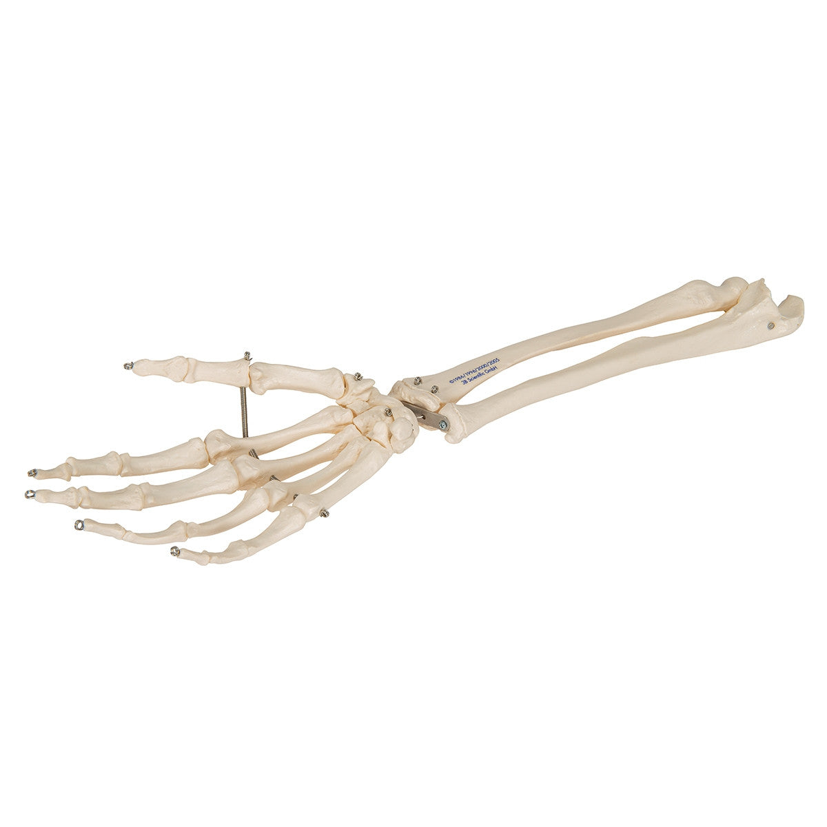 Flexible Hand Model with Forearm A41 / 1019370 | Anatomical Hand | 3B ...