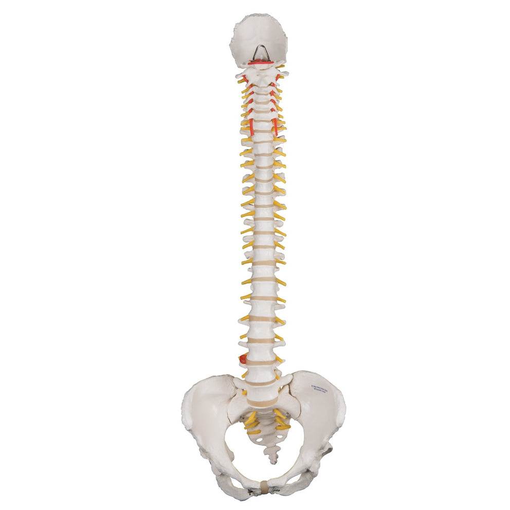 Classic Flexible Spine Model with Female Pelvis A58/4 / 1000124 | 3B ...