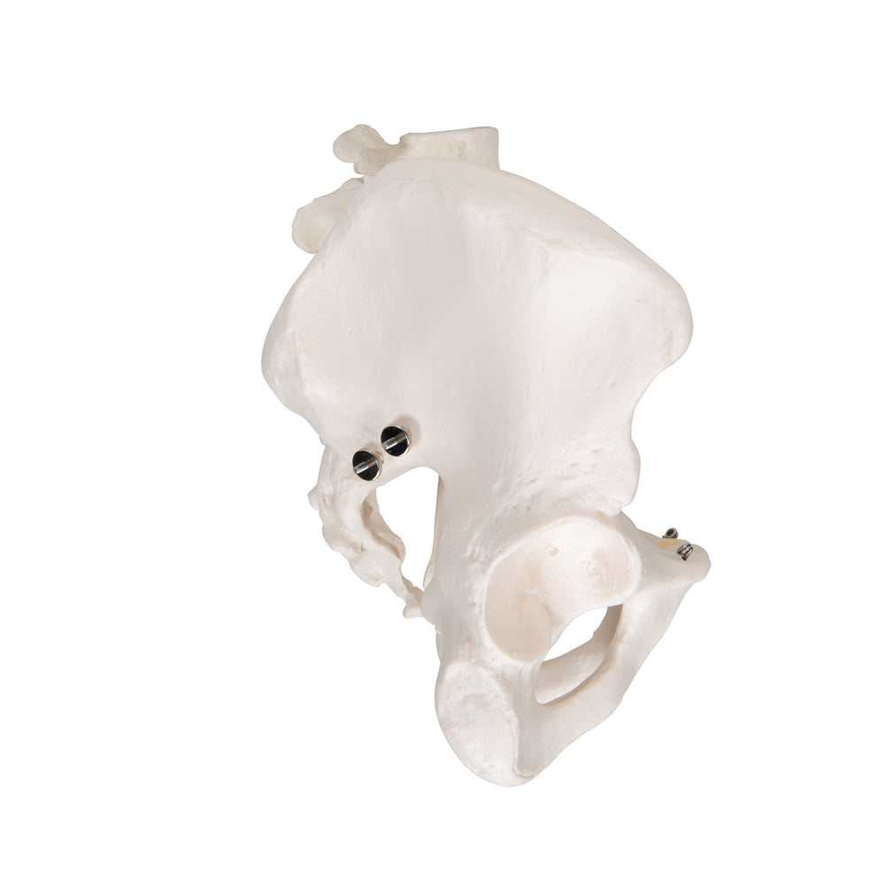 Male Pelvis Model A60 / 1000133 | Pelvic Replica | 3B Scientific ...