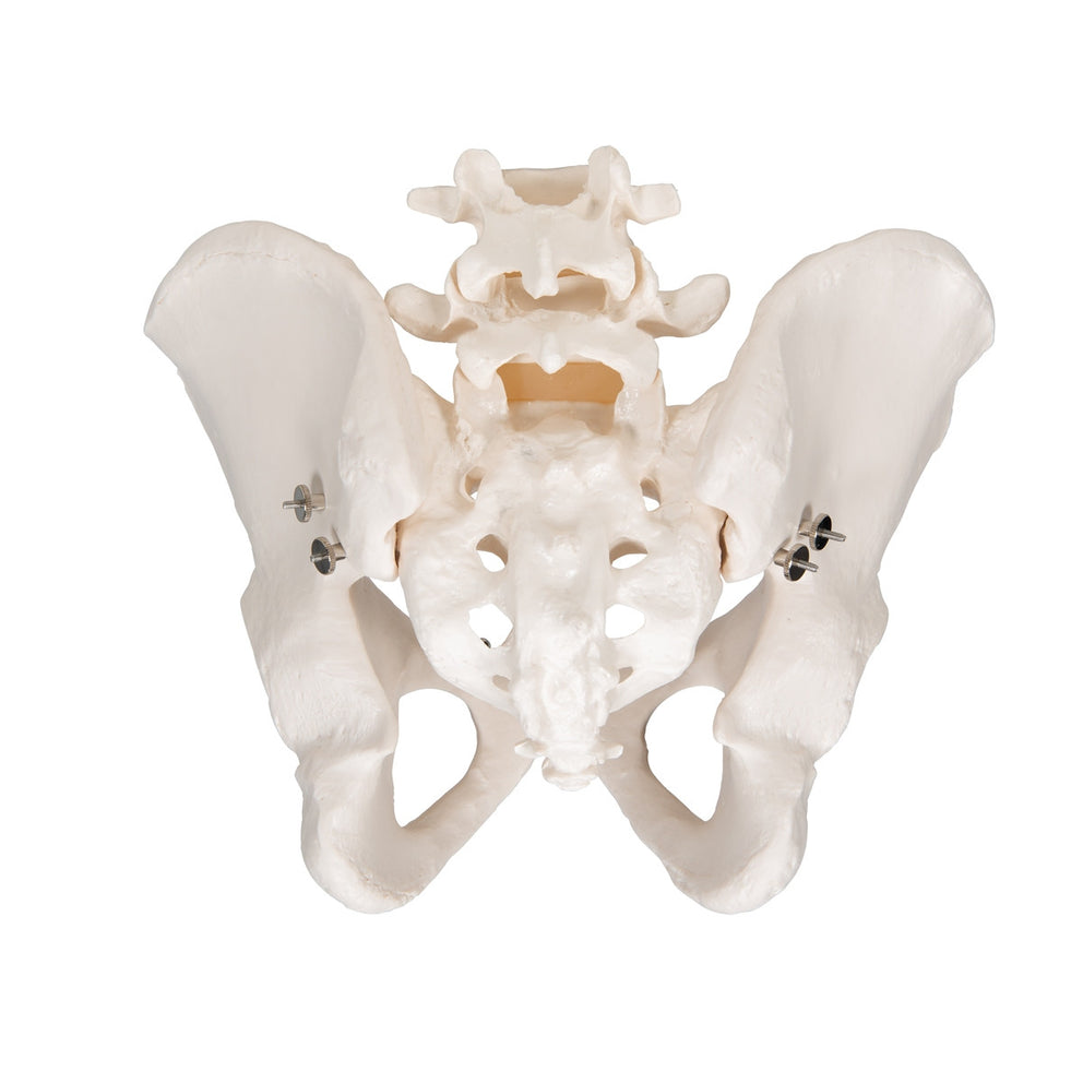 Male Pelvis Model A60 / 1000133 | Pelvic Replica | 3B Scientific ...
