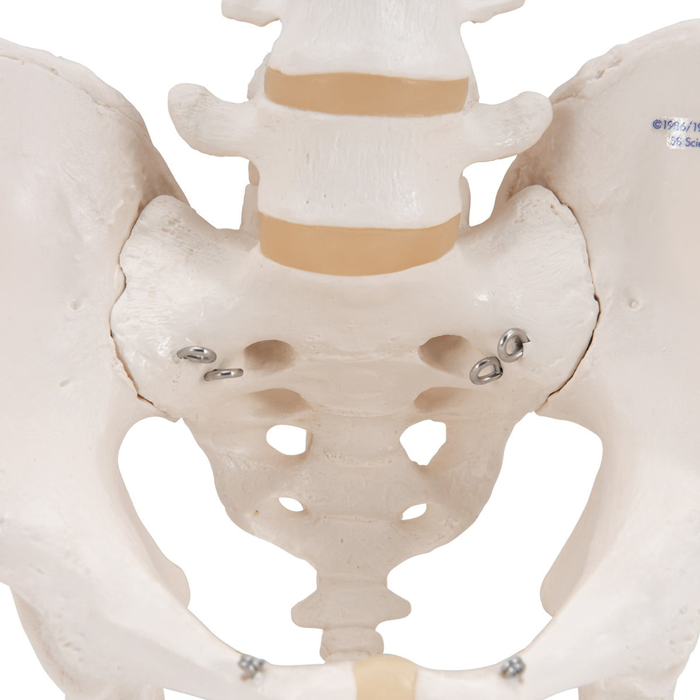 Male Pelvis Model A60 / 1000133 | Pelvic Replica | 3B Scientific ...