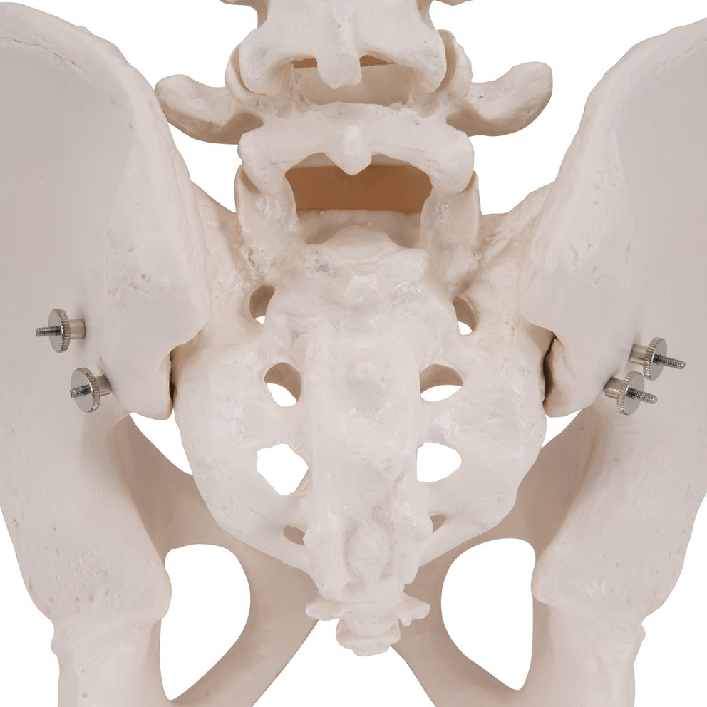 Male Pelvis Model A60 / 1000133 | Pelvic Replica | 3B Scientific ...