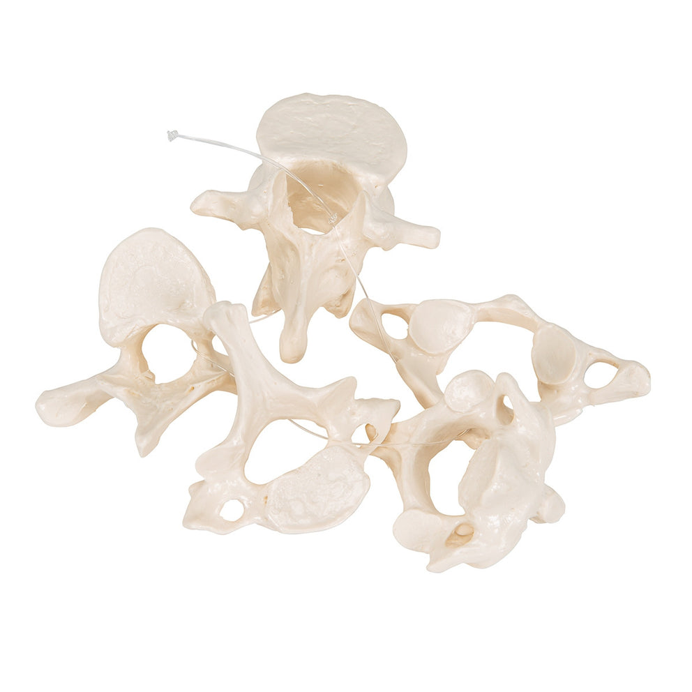 Vertebrae Bone Model Set (6 Part) A75/1 / 1000148 | Vertebra Replica ...