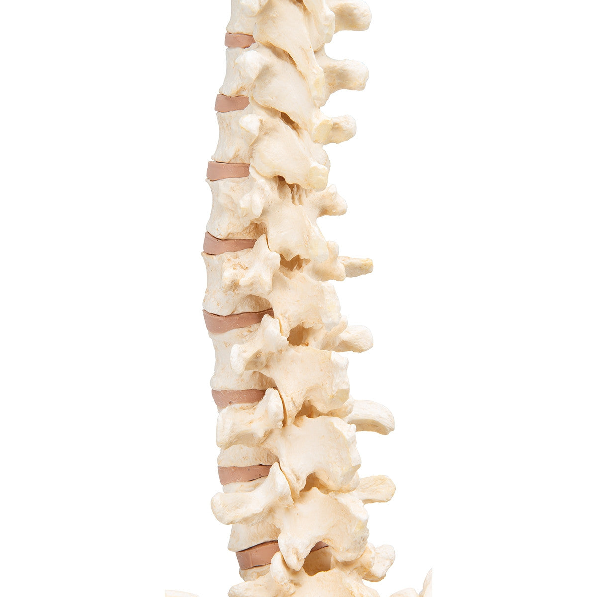 BONElike Vertebral Column Model A794 / 1000157 | Realistic Spine Model ...