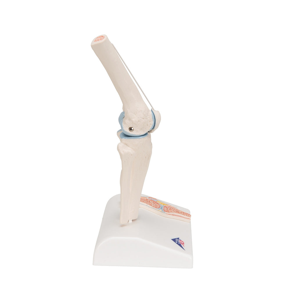 Mini Knee Joint Model with Cross-Section A85/1 / 1000170 | Miniature ...