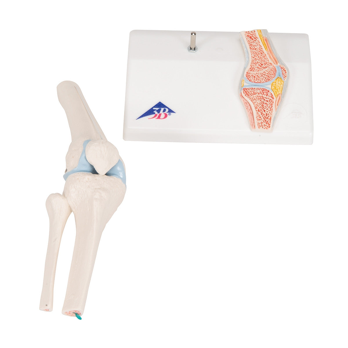 Mini Knee Joint Model with Cross-Section A85/1 / 1000170 | Miniature ...