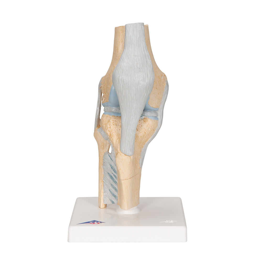 Knee Section Model A89 / 1000180 | Knee Anatomy Model| 3B Scientific ...