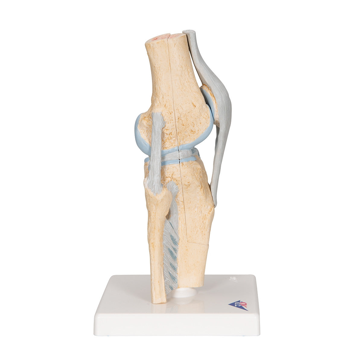 Knee Section Model A89 / 1000180 | Knee Anatomy Model| 3B Scientific ...