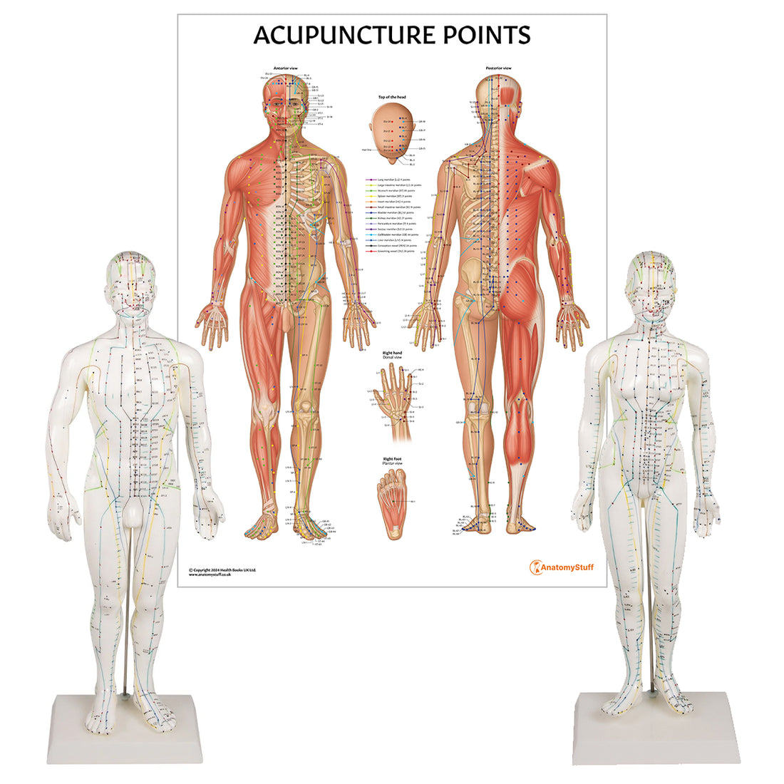 Acupuncture Collection | Acupuncture Charts & Models Set – AnatomyStuff