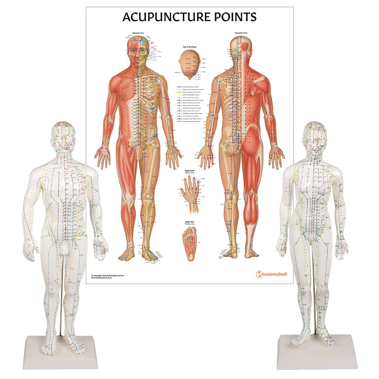 Acupuncture Collection | Acupuncture Charts & Models Set – AnatomyStuff