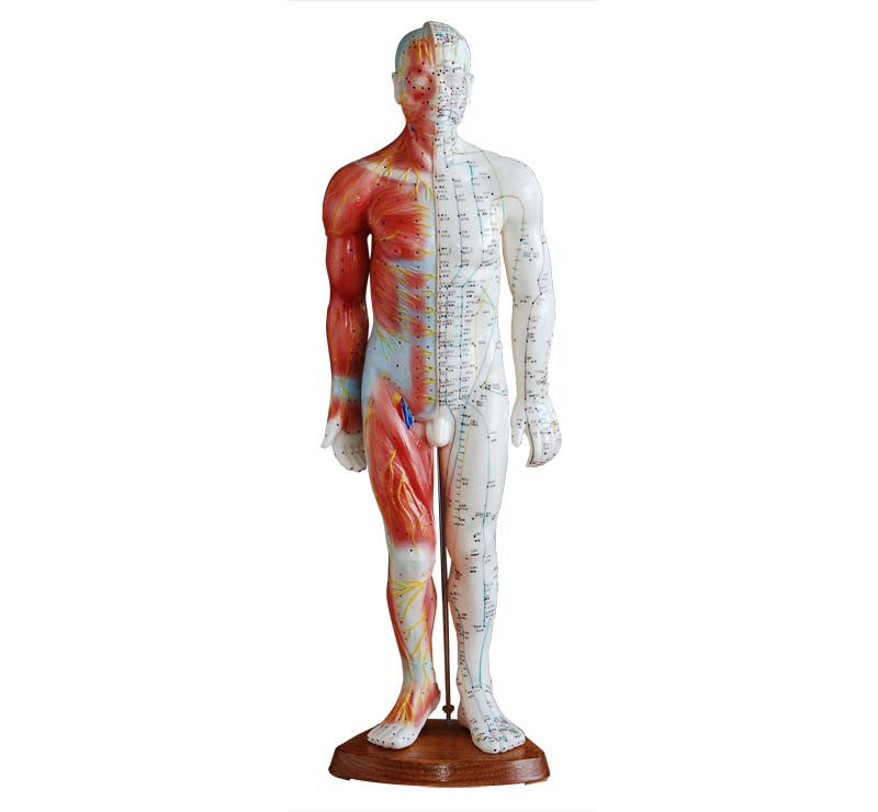 Acupuncture Model with Muscles 55 cm XC-517A | Acupuncture Figure ...