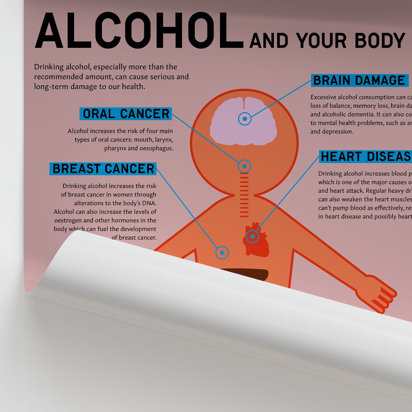 "Alcohol and Your Body" Drink Awareness Poster | Alcohol Chart ...