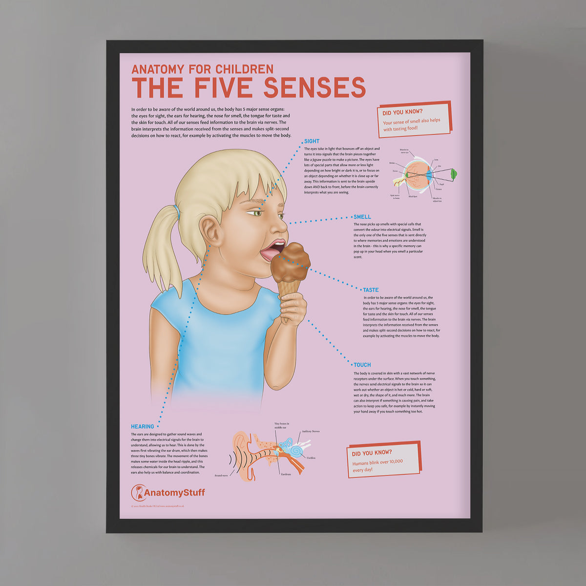 Anatomy for Children: The Five Senses Poster | Sight Hearing Touch – AnatomyStuff