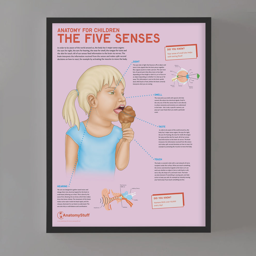 Anatomy for Children: The Five Senses Poster | Sight Hearing Touch – AnatomyStuff