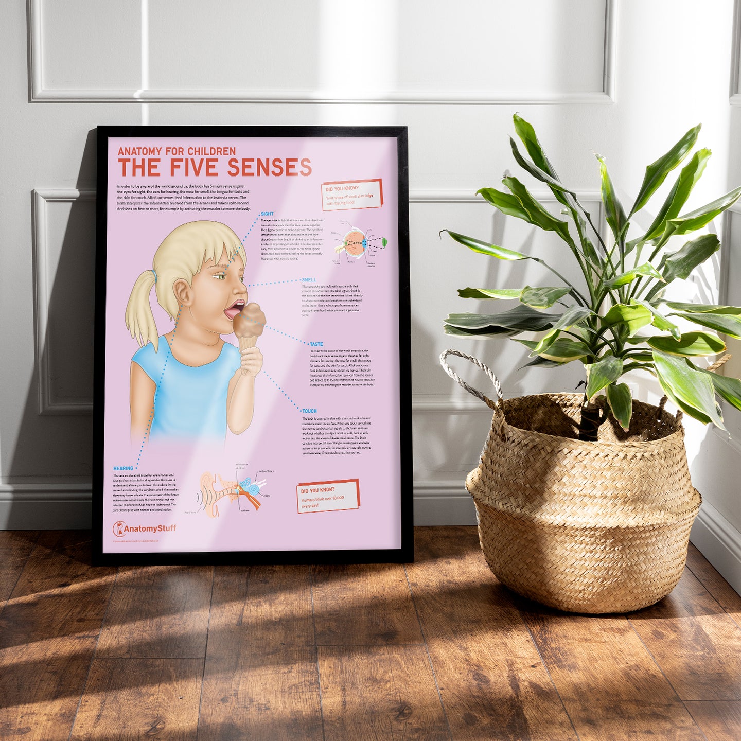 Anatomy for Children: The Five Senses Poster | Sight Hearing Touch ...
