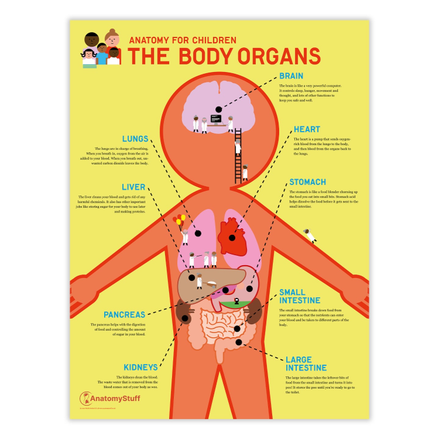 Anatomy for Children: The Body Organs Poster | Posters for Schools ...
