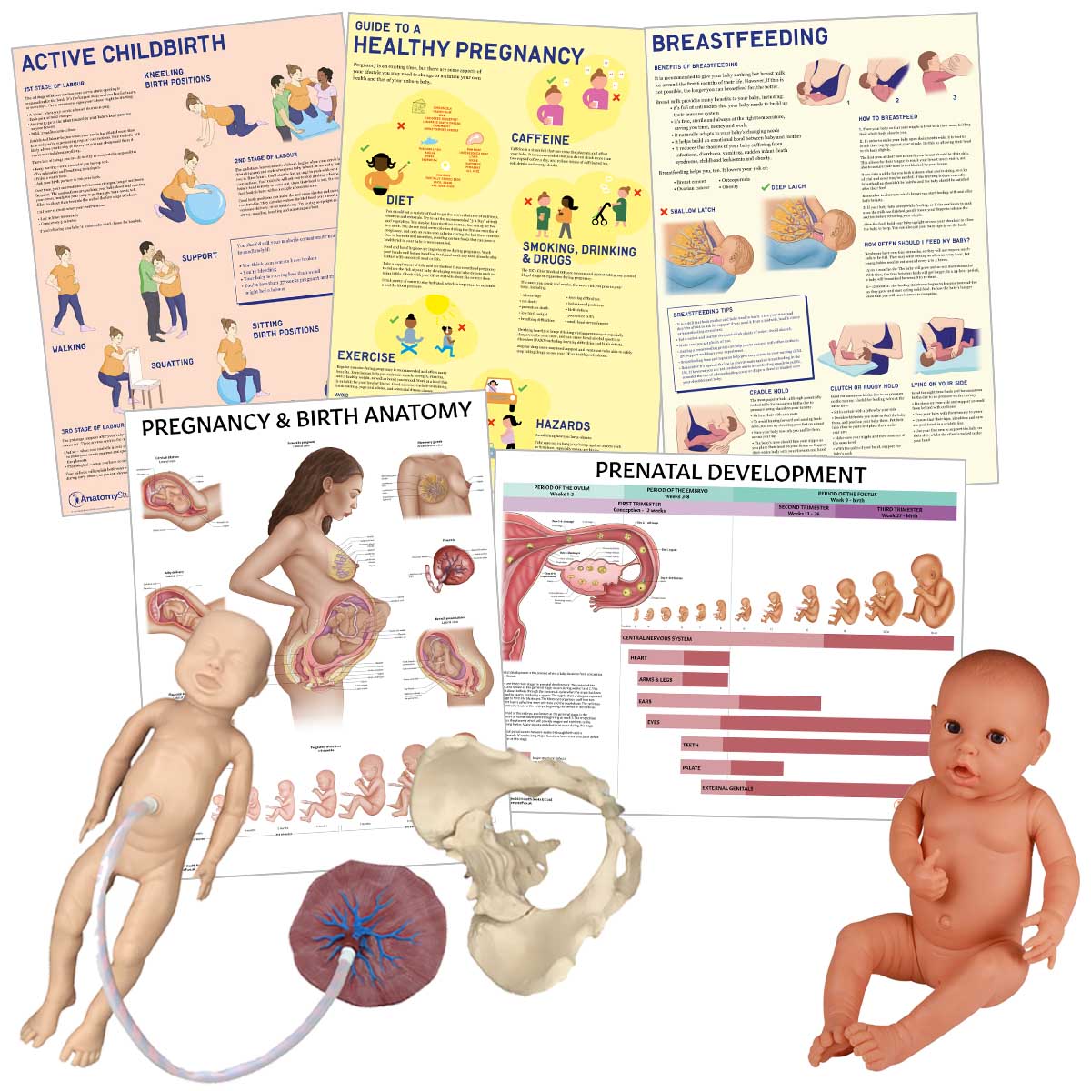 Antenatal Educators Collection | Obstetric Chart Models – AnatomyStuff