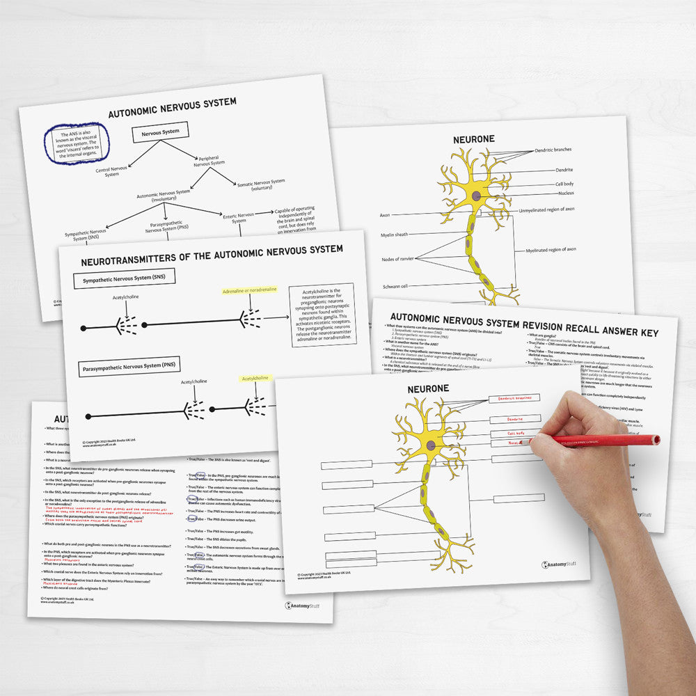 Autonomic Nervous System Revision Guide (Interactive & Printable PDFs ...