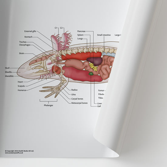 Axolotl Anatomy Poster | Bones Organs Exotic Pets – AnatomyStuff