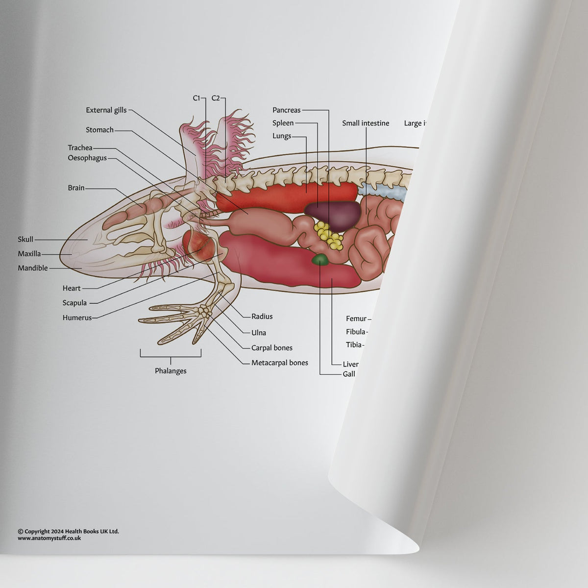 Axolotl Anatomy Poster | Bones Organs Exotic Pets – AnatomyStuff