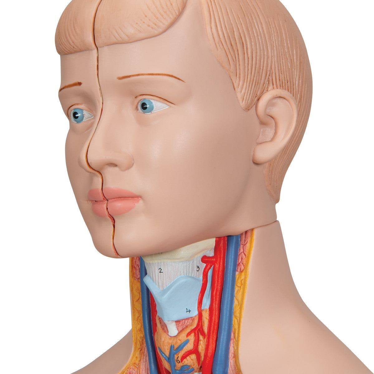 Mini Torso Anatomy Model B22 | 1000195 Organ Replica | 3B Scientific ...