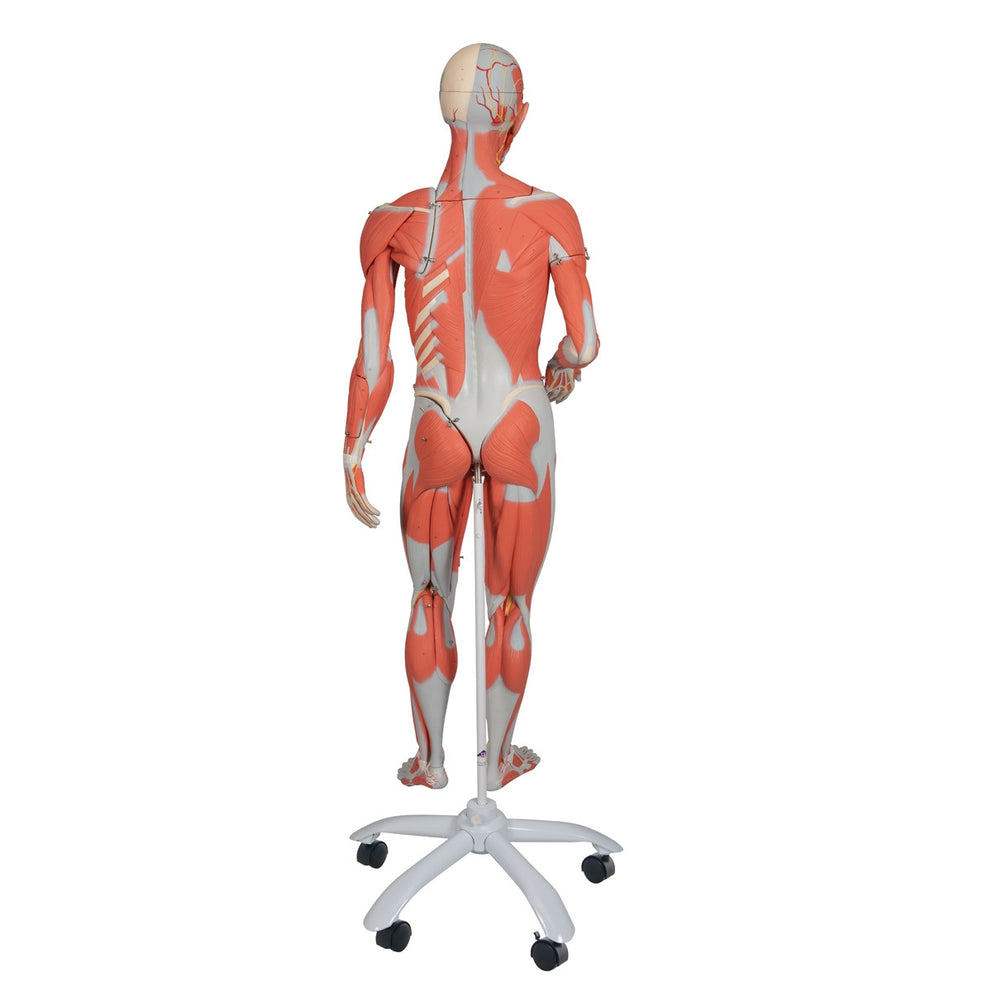 Deluxe Female Muscle Figure 1013882 B51 - Female Muscular Model ...